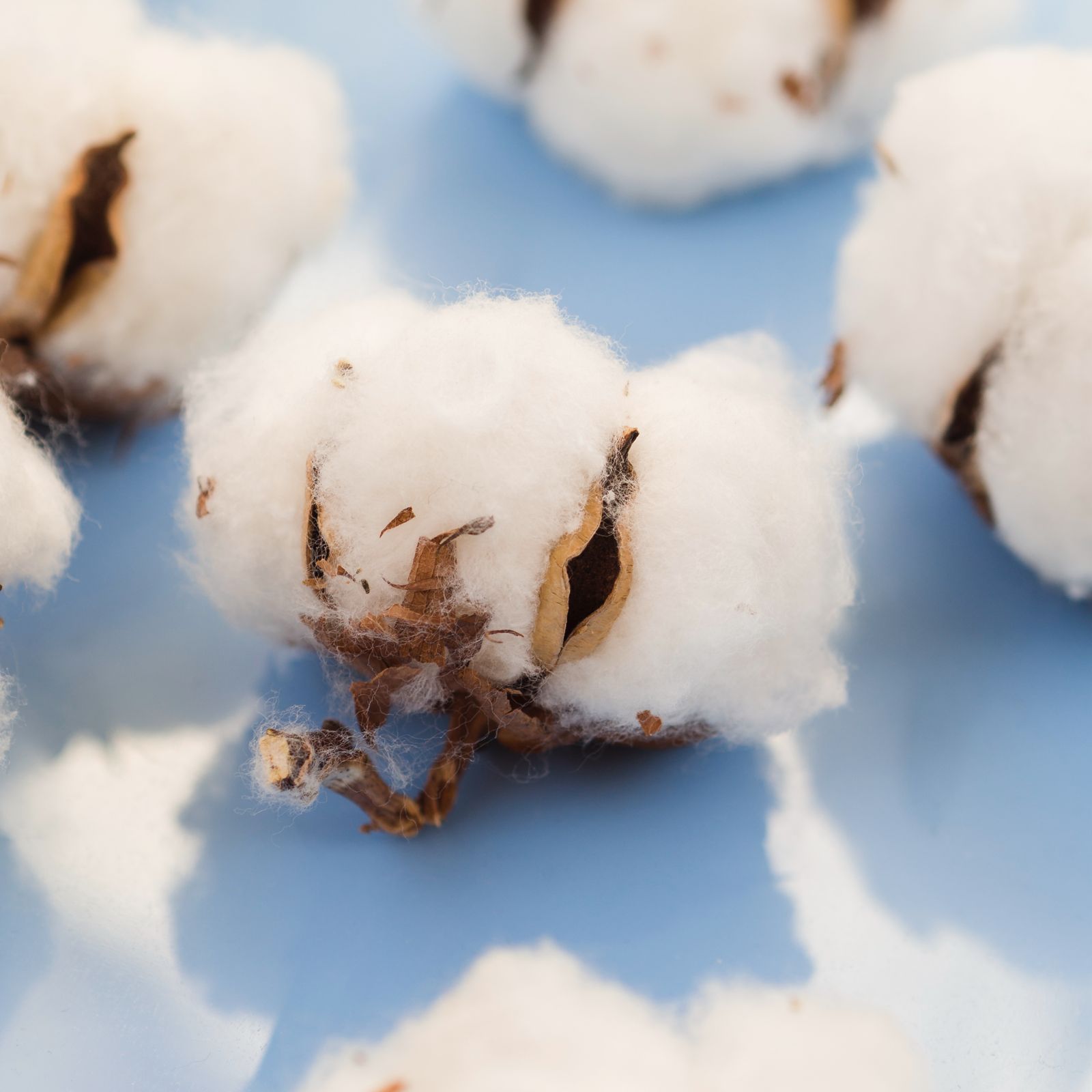 CottonConnect showcases 'TraceBale' Traceability Platform at Bharat Tex ...