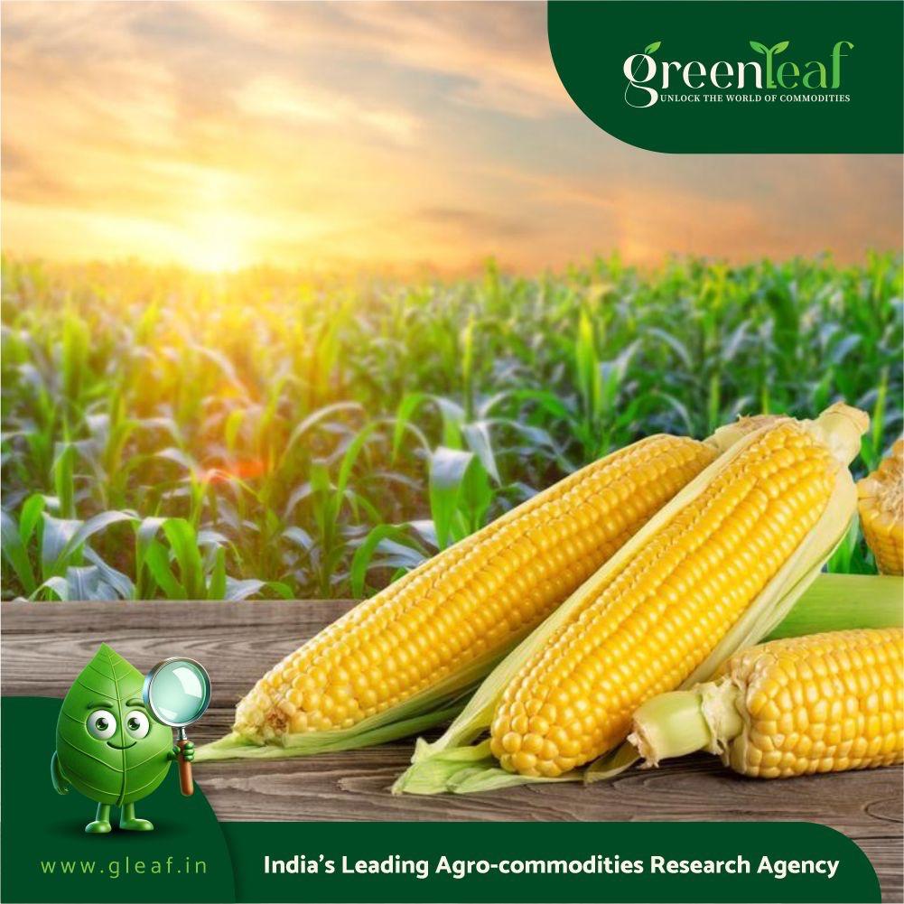 Explained: How ethanol from maize has ignited a Fuel vs. Feed debate