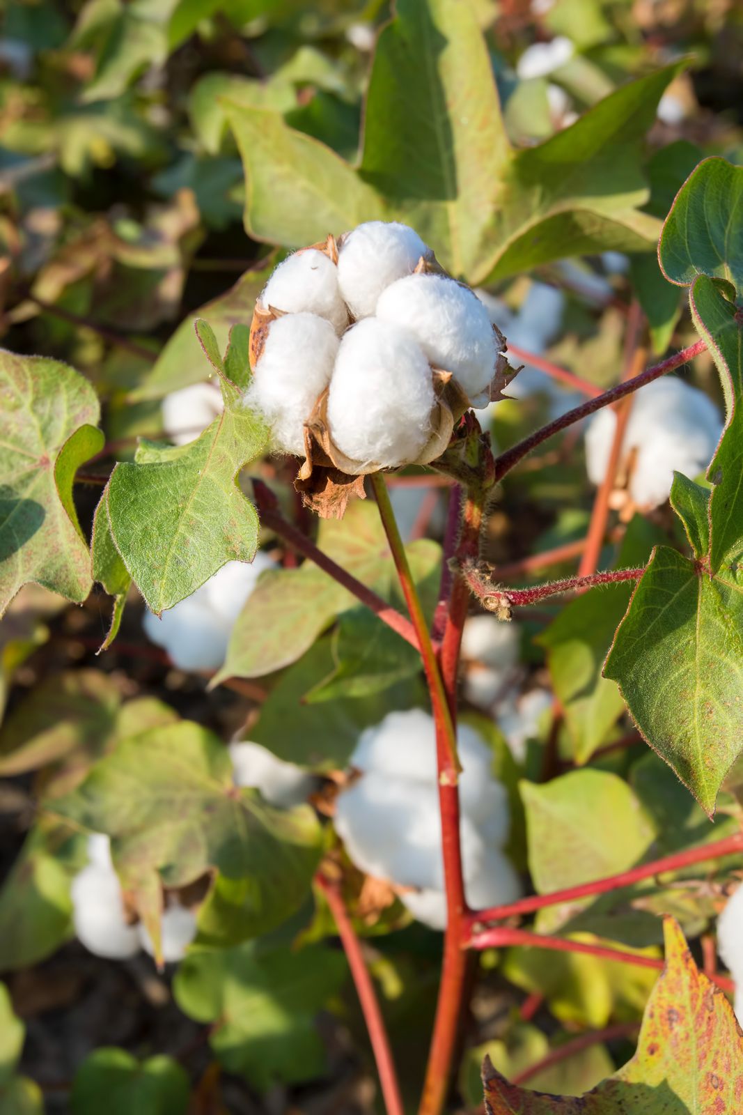 Signs of drift damage spark concerns for cotton growers