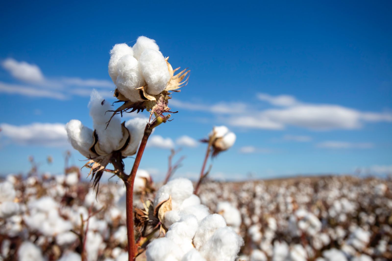 No pink bollworm-resistant seeds may derail Punjab’s big cotton push plans