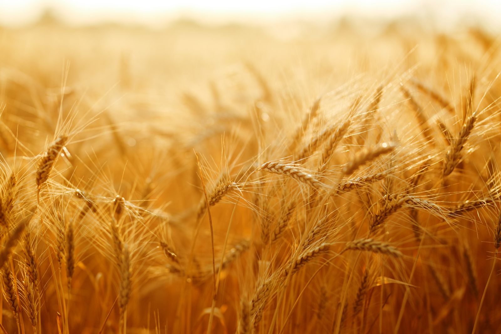 FCI allows Punjab to use open plinths for wheat storage for the last time