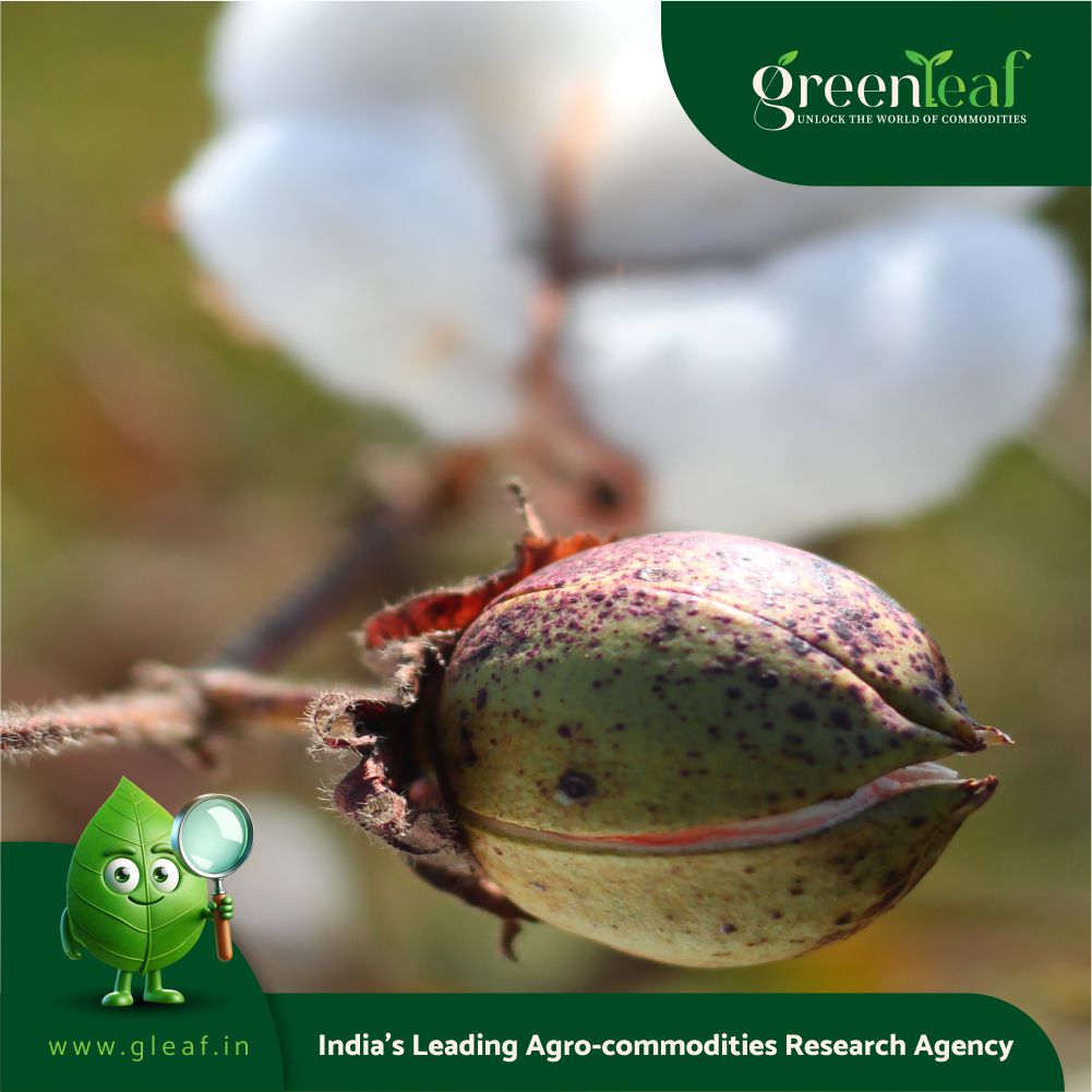 FAC approves post-sowing measures for high cotton yields
