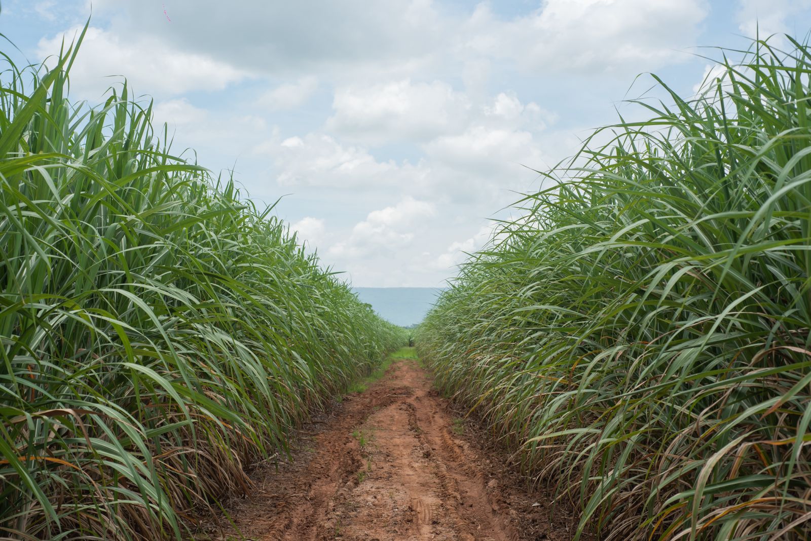 ACSIL hikes procurement price of sugarcane to Rs 3,500/tonne