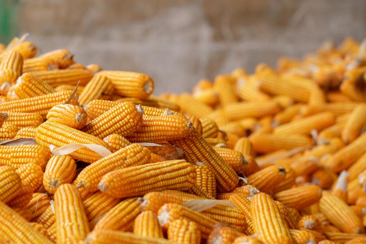 Paddy, maize crops wither due to water shortage in Telangana