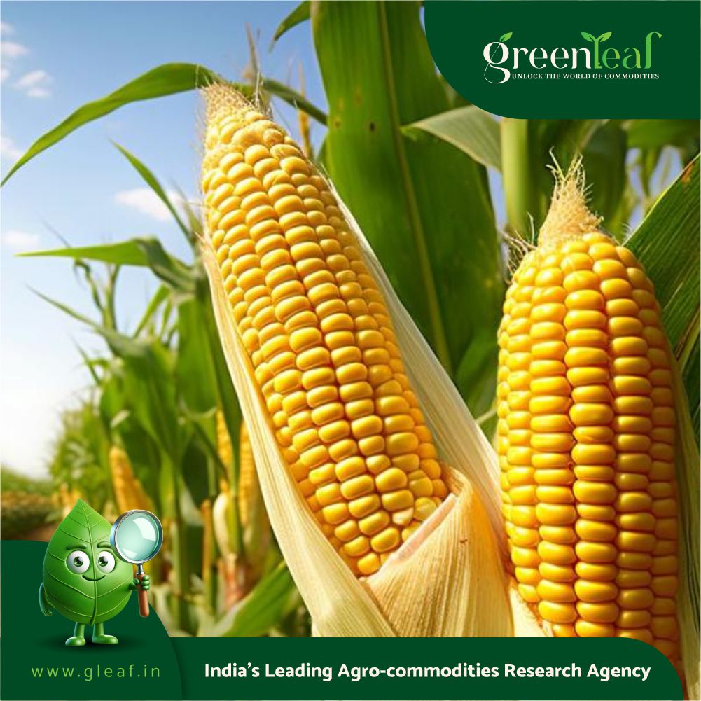 IRFA: Study shows impact of stagnant corn demand hitting agriculture ...
