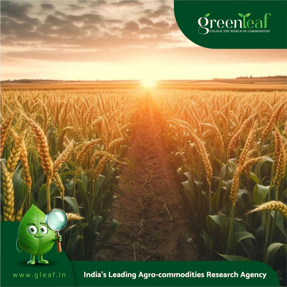 Sorghum’s Staying Power