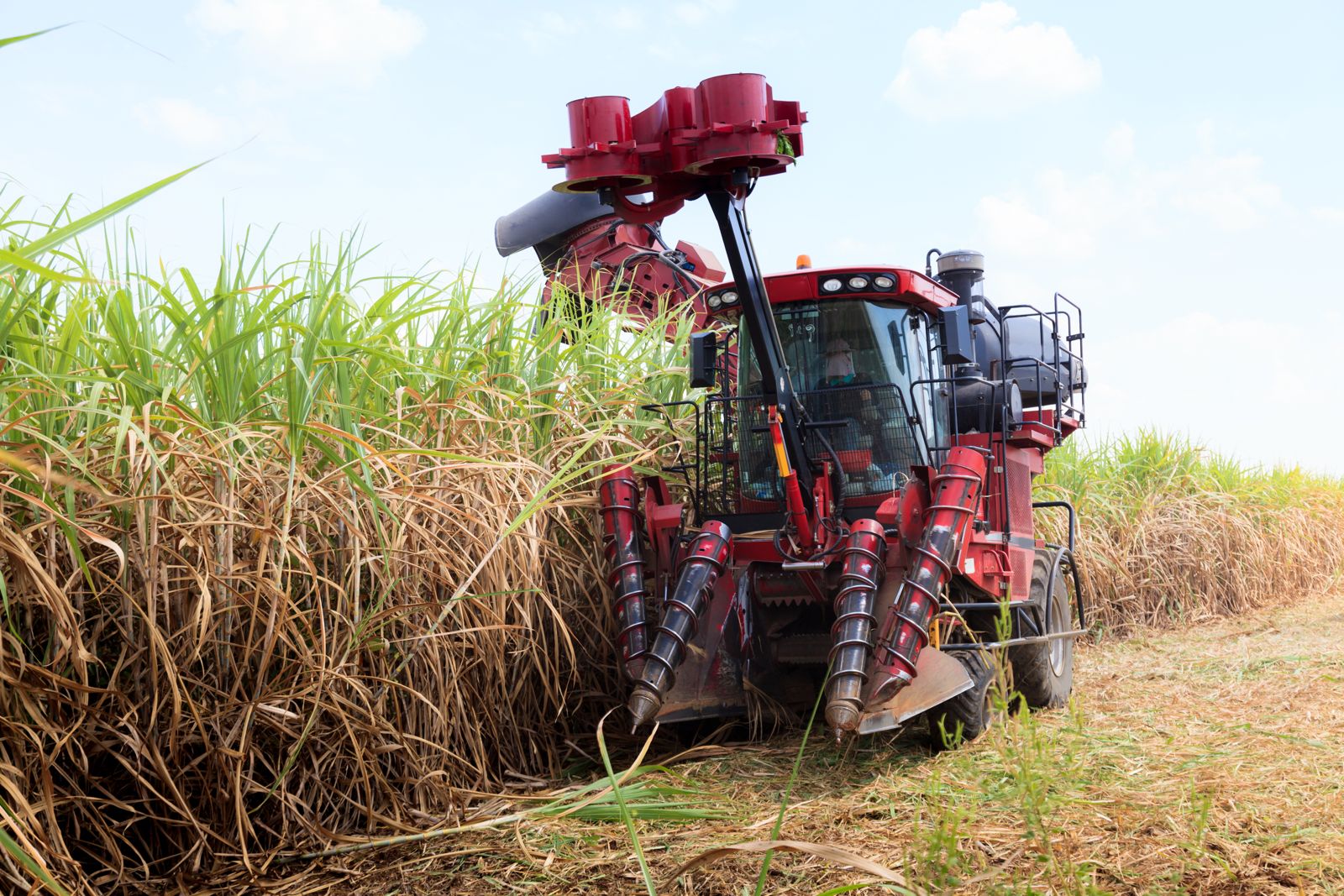 This sugar cane crushing season was shortest in past decade