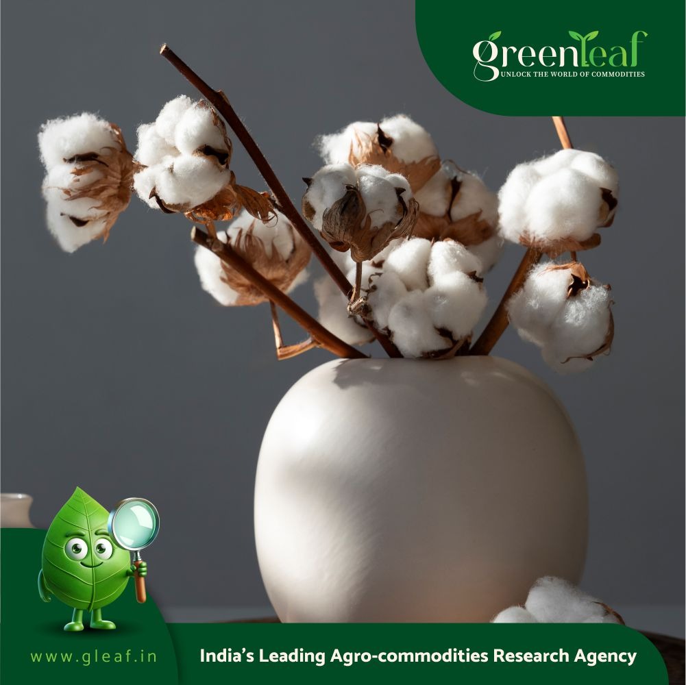 Cotton Prices Gained As Cai Expects A Shrinkage In The Domestic Crop