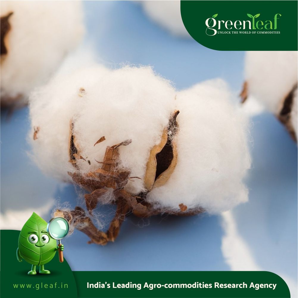 Sindh Seed Council approves three new cotton varieties for cultivation