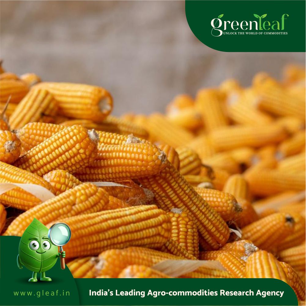 Poultry farmers urge Union Government to boost maize cultivation as ...