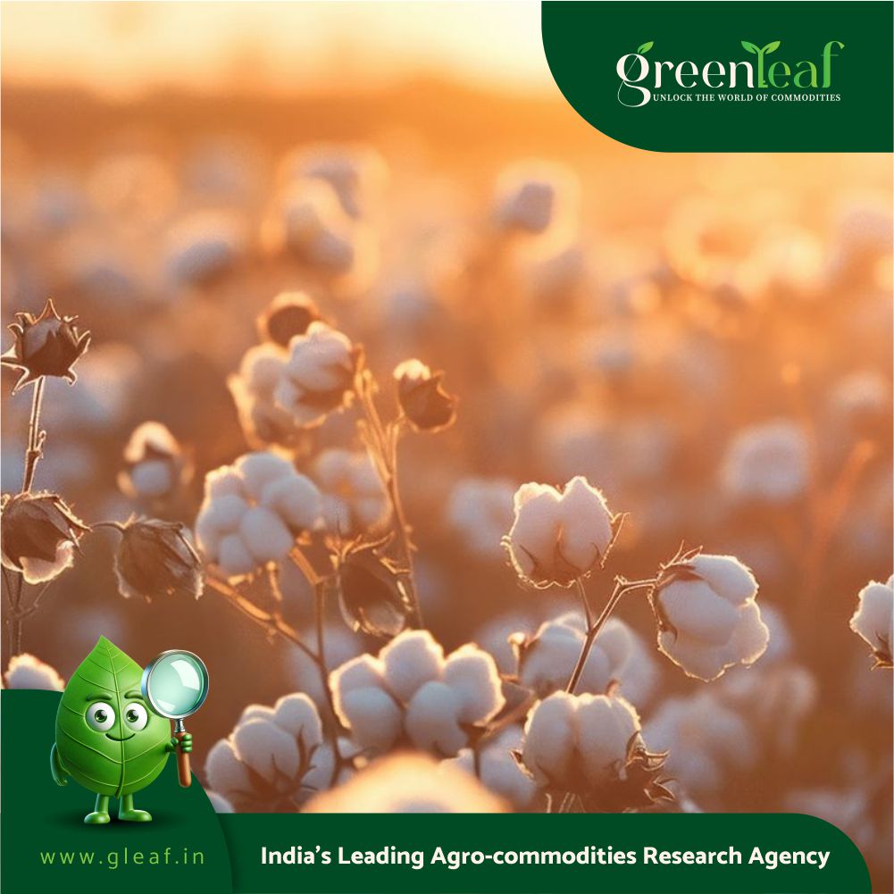 India hikes MSP for cotton by over 7% for 2024-25 season