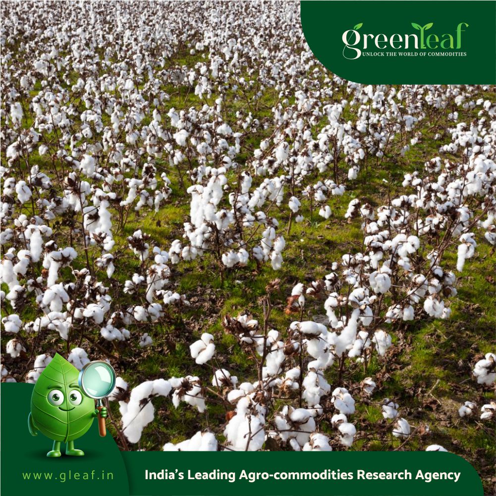 U.S. Cotton Production Rises; Global Outlook Shows Growth