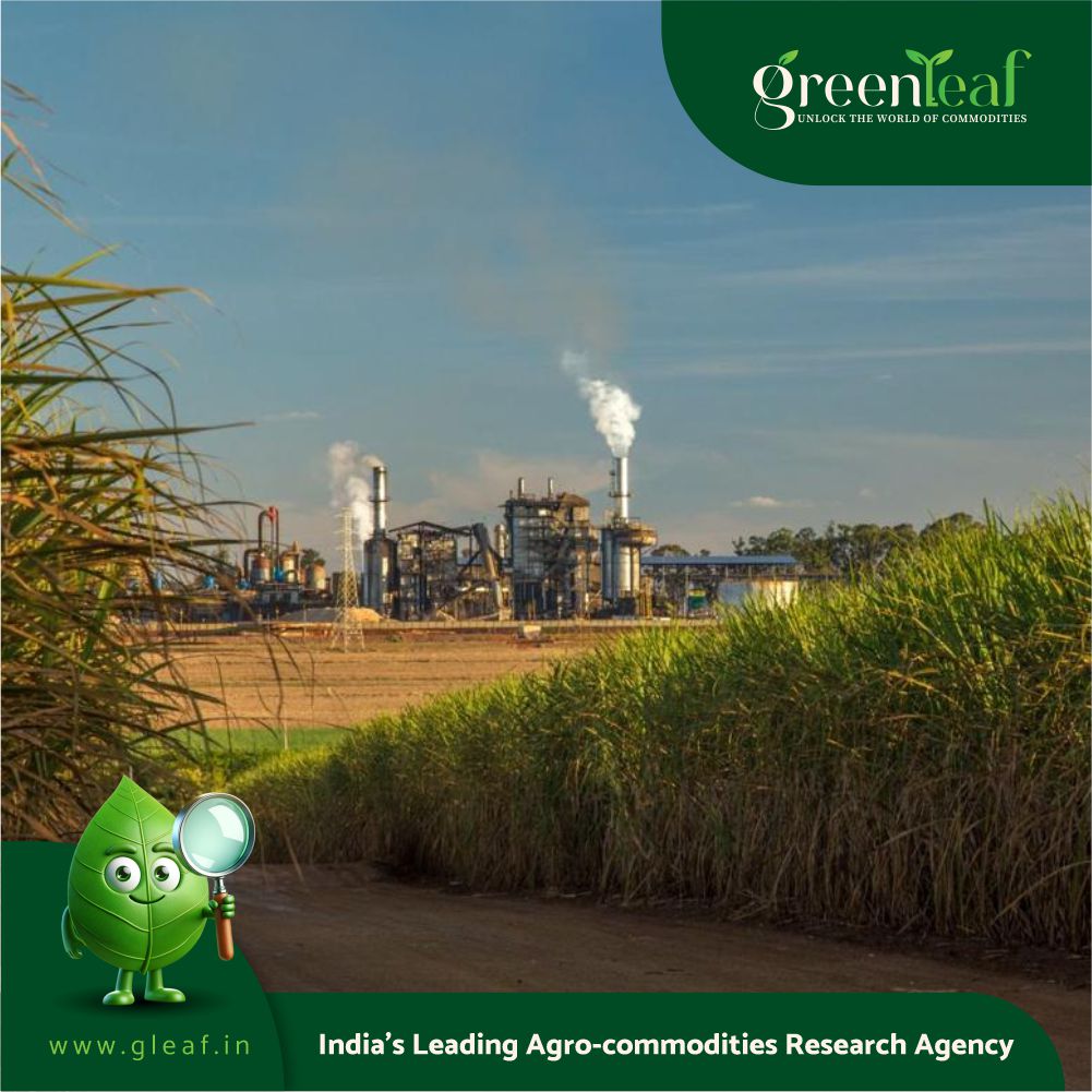 Maharashtra sugar mills in quandary as farmers take cane to Karnataka