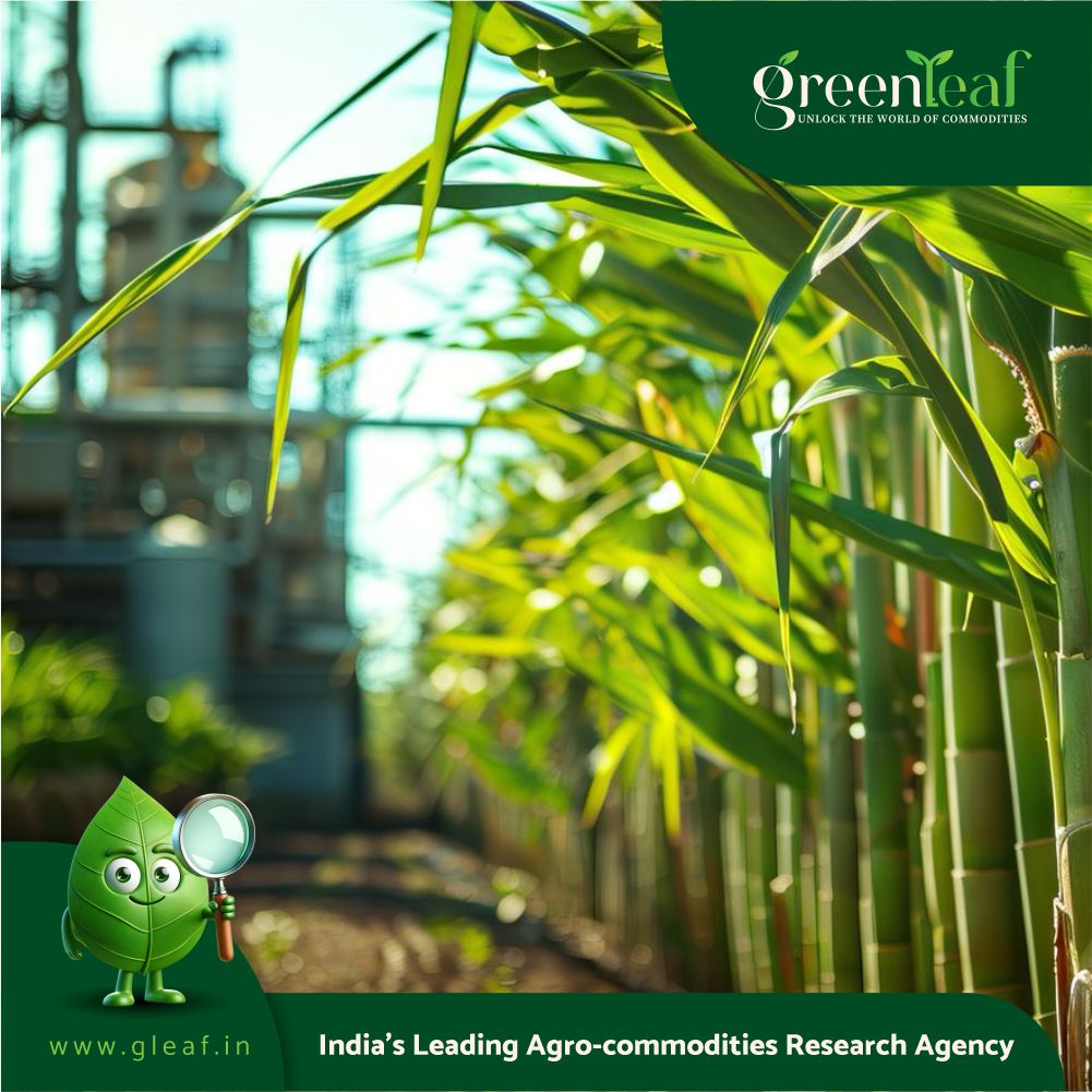 This Institute In Coimbatore Breeds A Special Variety Of Sugarcane For ...