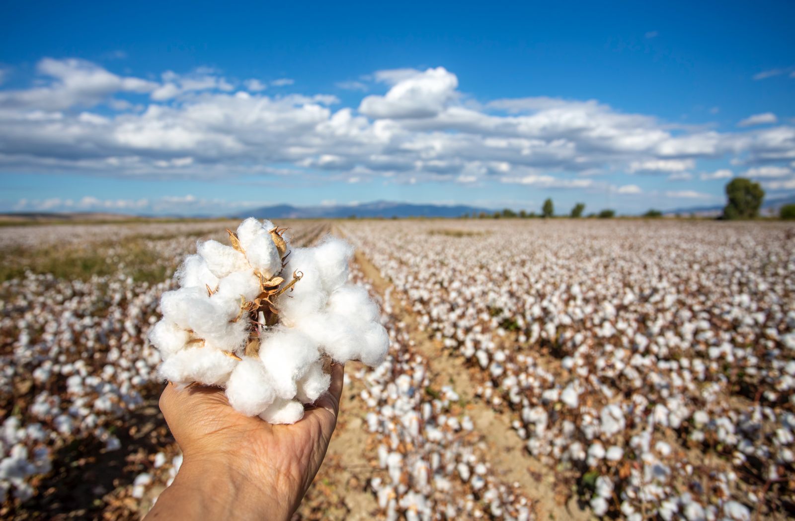 U.S. Cotton Balance Sheet Sees Higher Stocks, Lower Exports