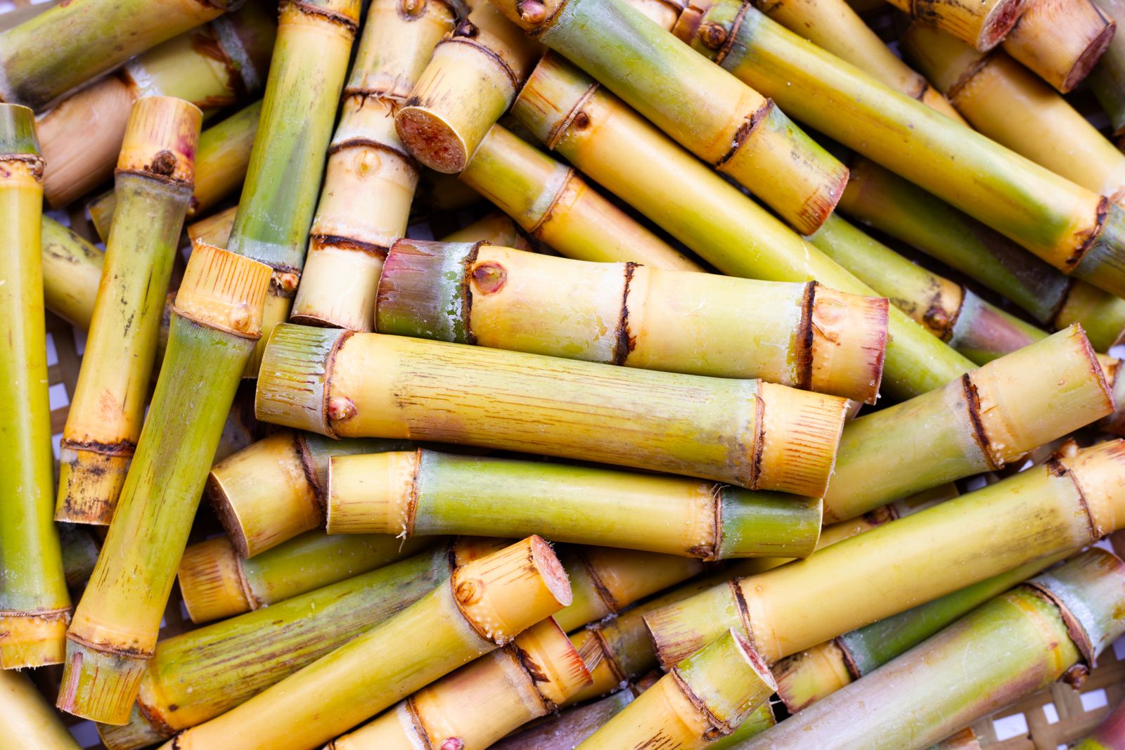 Sugar cane farmers intensify agitation over unresolved pricing dispute