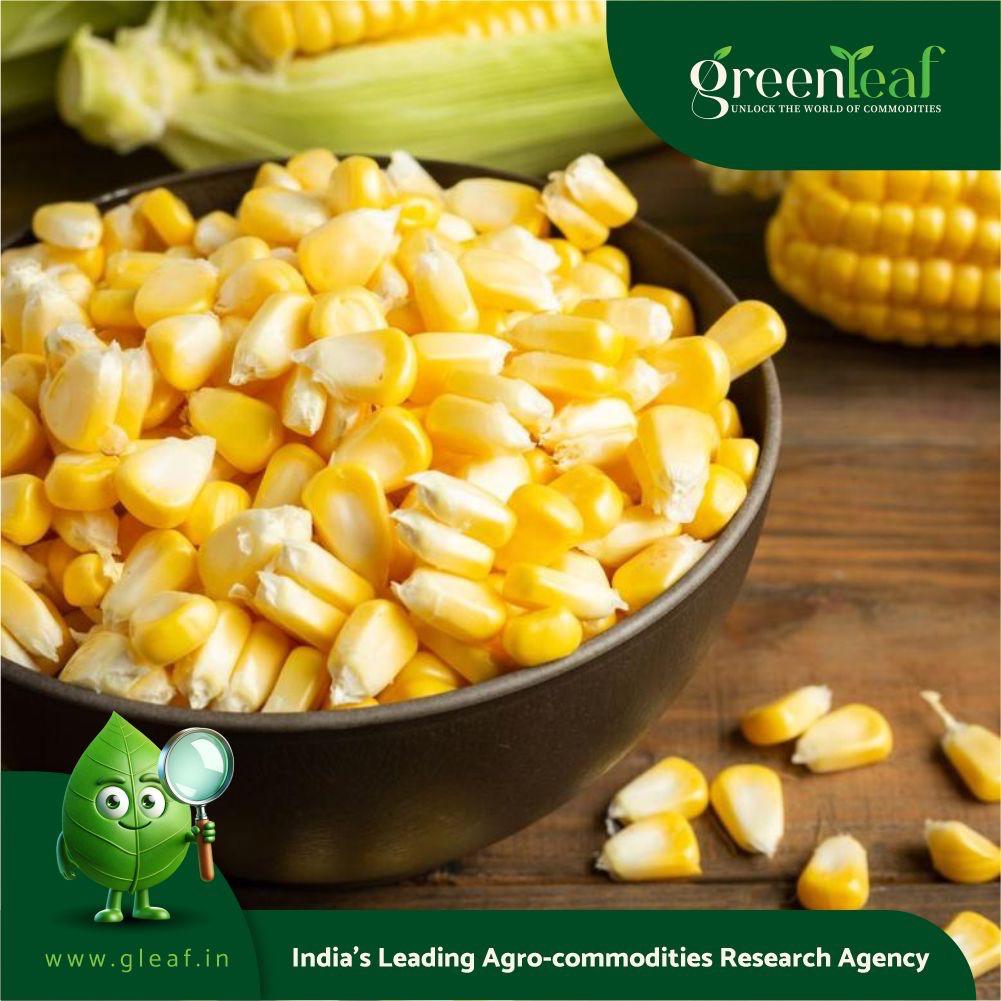 Global Grains Output to Hit Record in 2025-26 Amid Bumper Corn Crop ...