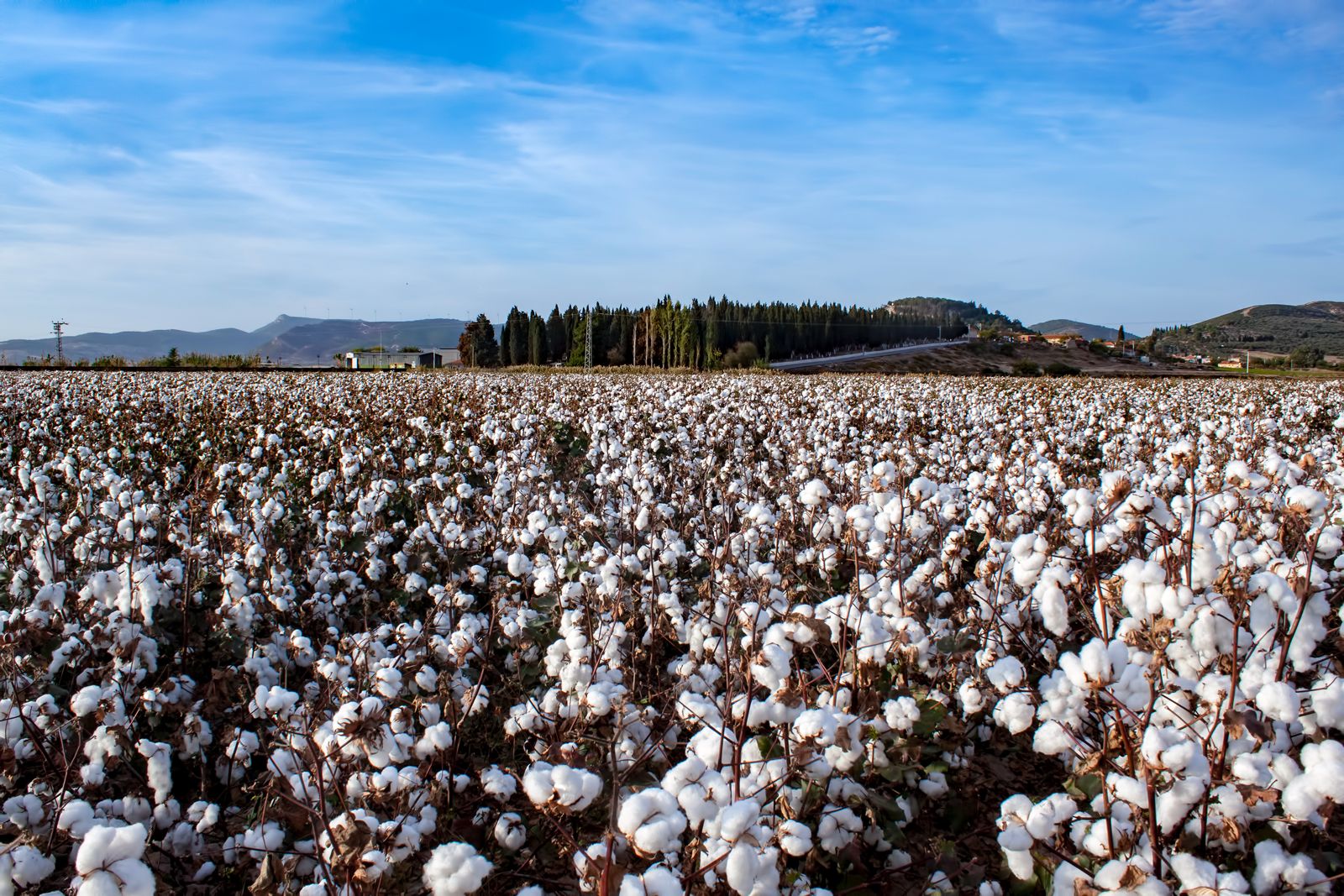 ICE cotton futures rise on supply concerns and weak dollar