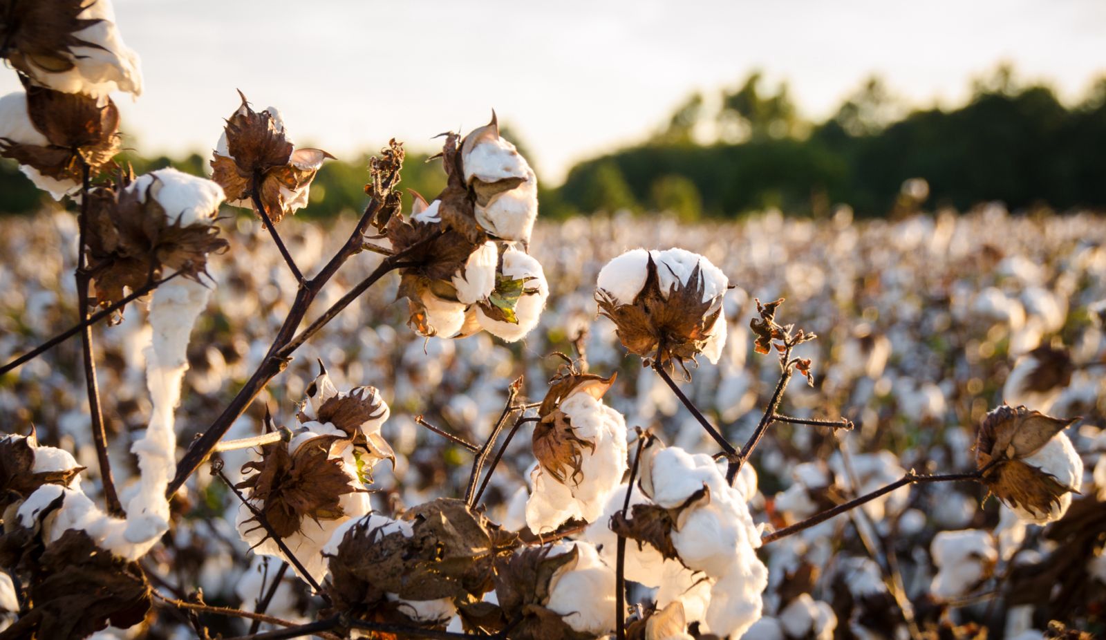 Punjab launches drive to promote early cotton sowing
