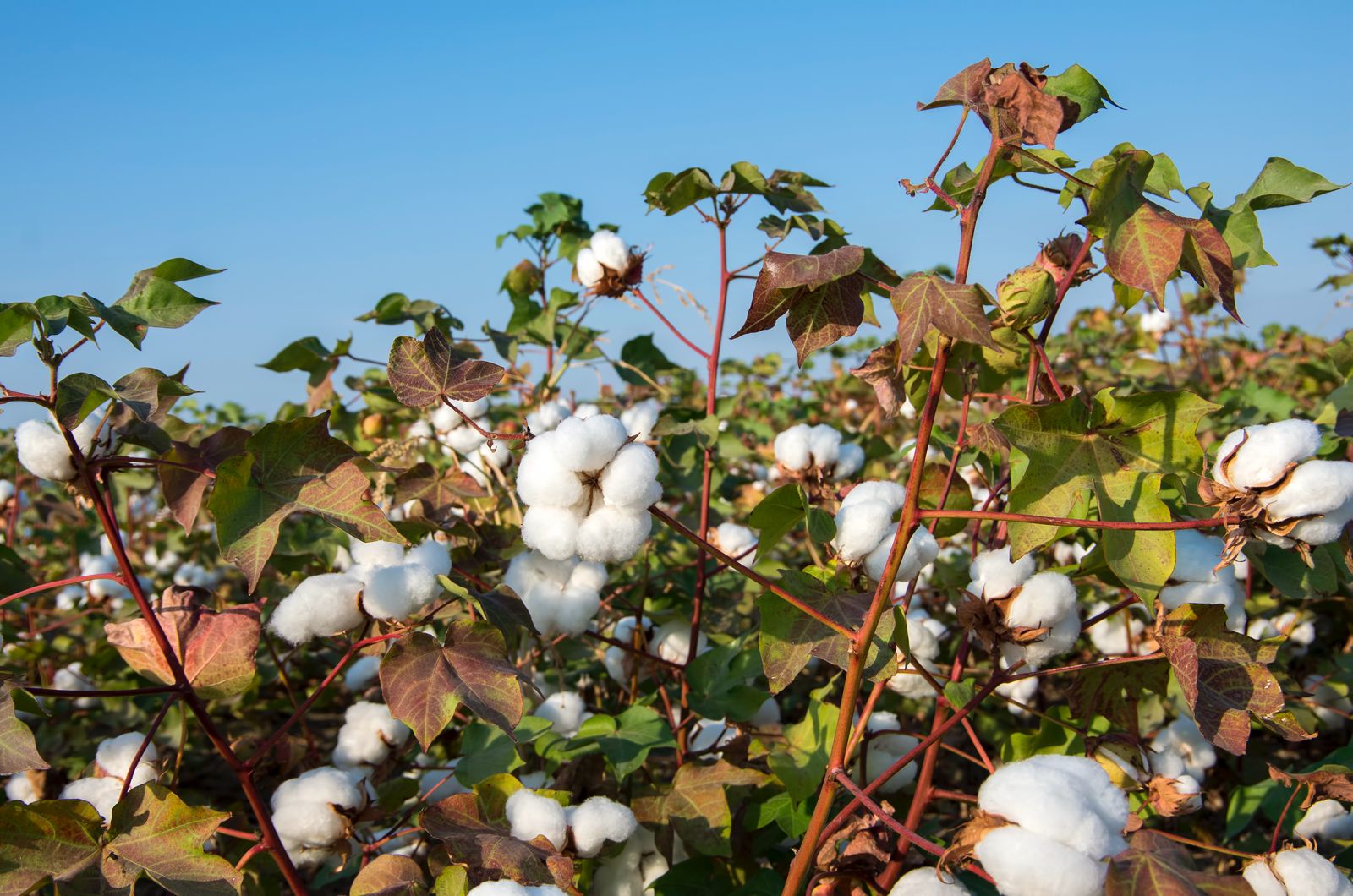 Cotton Bulls Pushing Higher on Wednesday