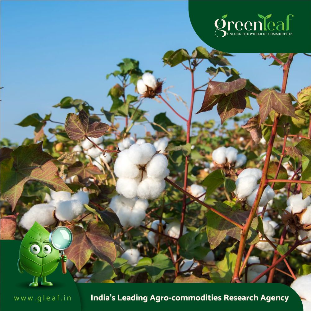Learn the Cotton Business from the Best in the Industry